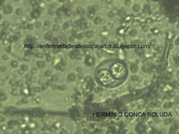 Isospora spp. - Aviantecnic, tienda online ornitología, productos ...