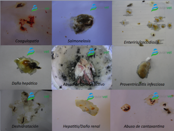 Análisis de heces y orina de aves para detectar pájaros enfermos