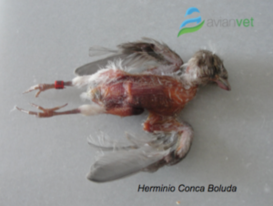 Picaje en aves: causas, diagnóstico, tratamiento y prevención