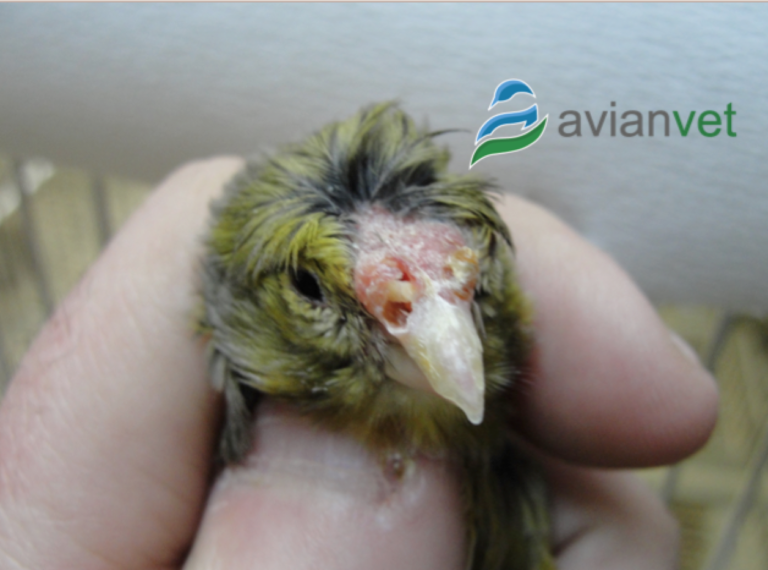 Rinolitos en pájaros: cómo eliminarlos y prevenirlos