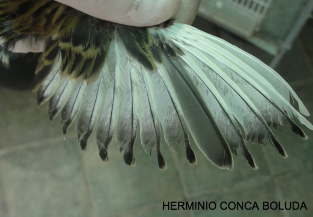 Plumaje de pajaros: alteraciones y cambios de las plumas