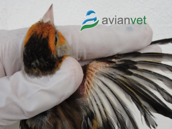 Plumaje de pajaros: alteraciones y cambios de las plumas