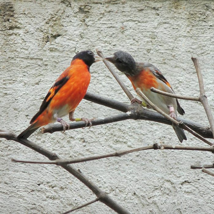Proyecto iniciativa Cardenalito en colaboración con Aviantecnic