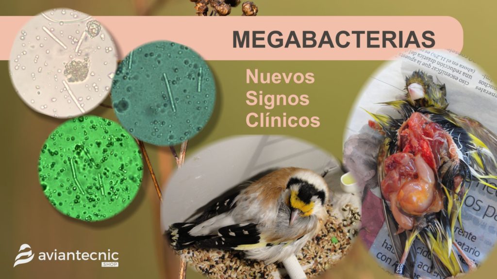 Megabacterias en aves: síntomas, tratamientos y prevención